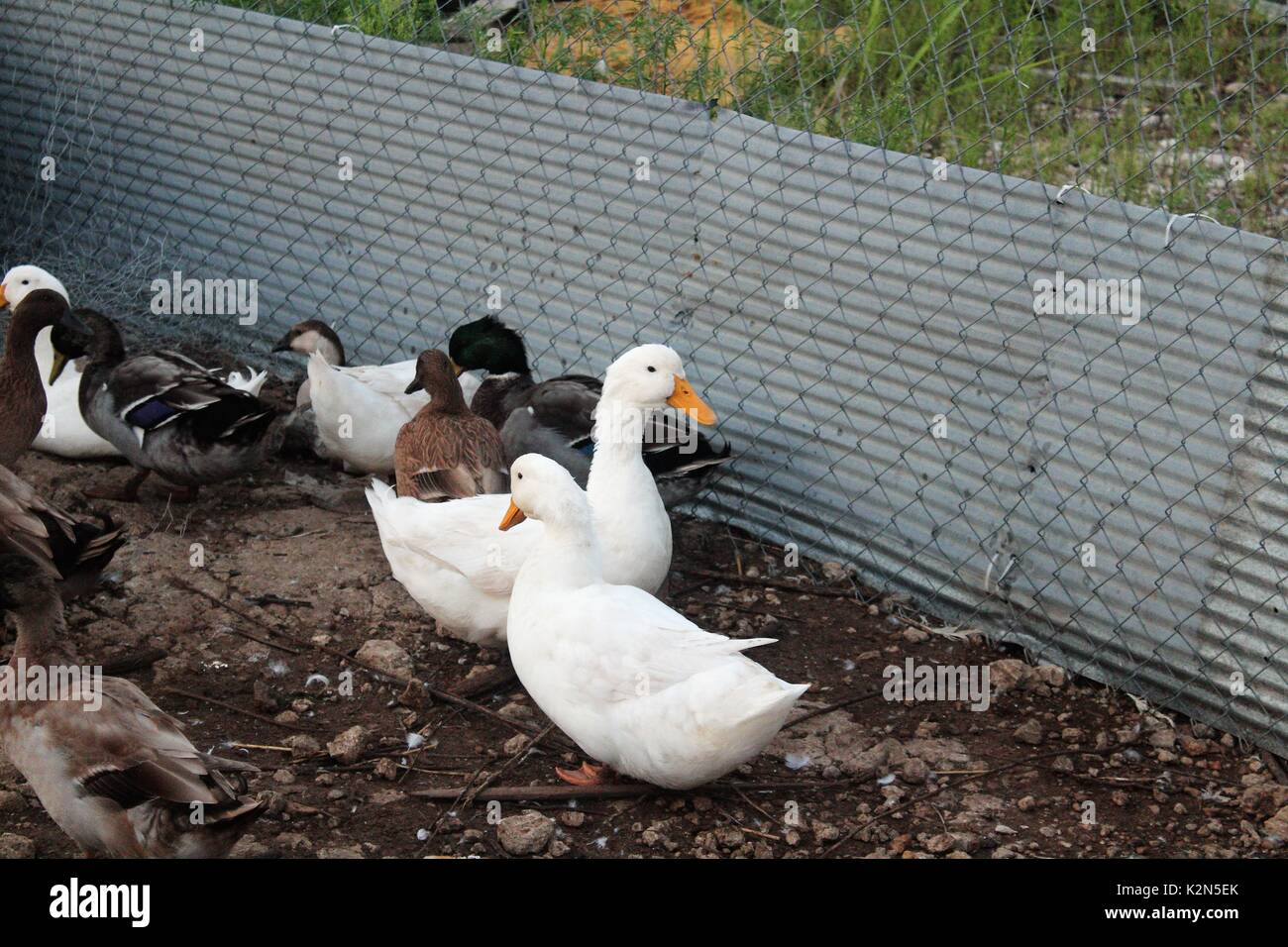 Homestead chickens hi-res stock photography and images - Alamy