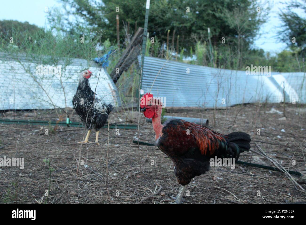 2 chickens one is a Turkin chicken Stock Photo - Alamy