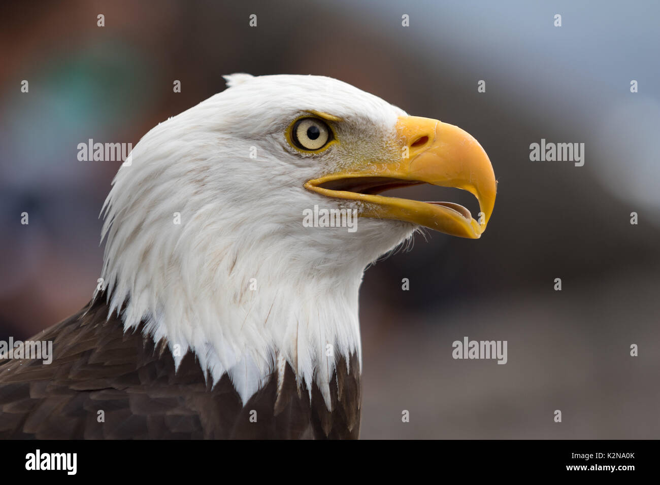 american bald eagle closeup Stock Photo - Alamy