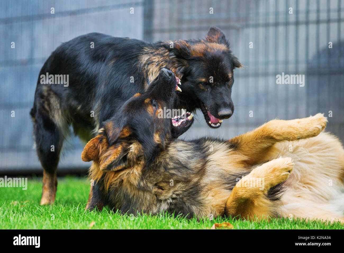 German Shepherd Fighting Dog