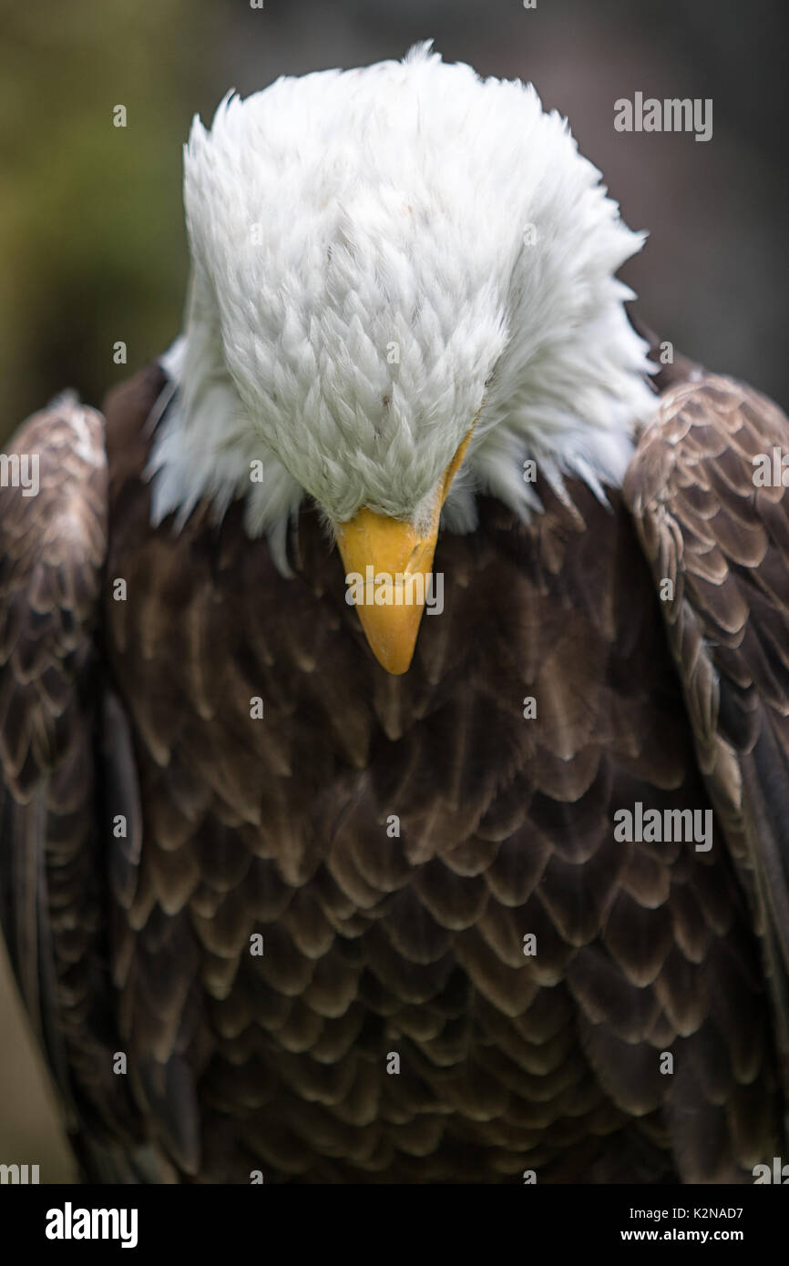 american bald eagle closeup Stock Photo - Alamy