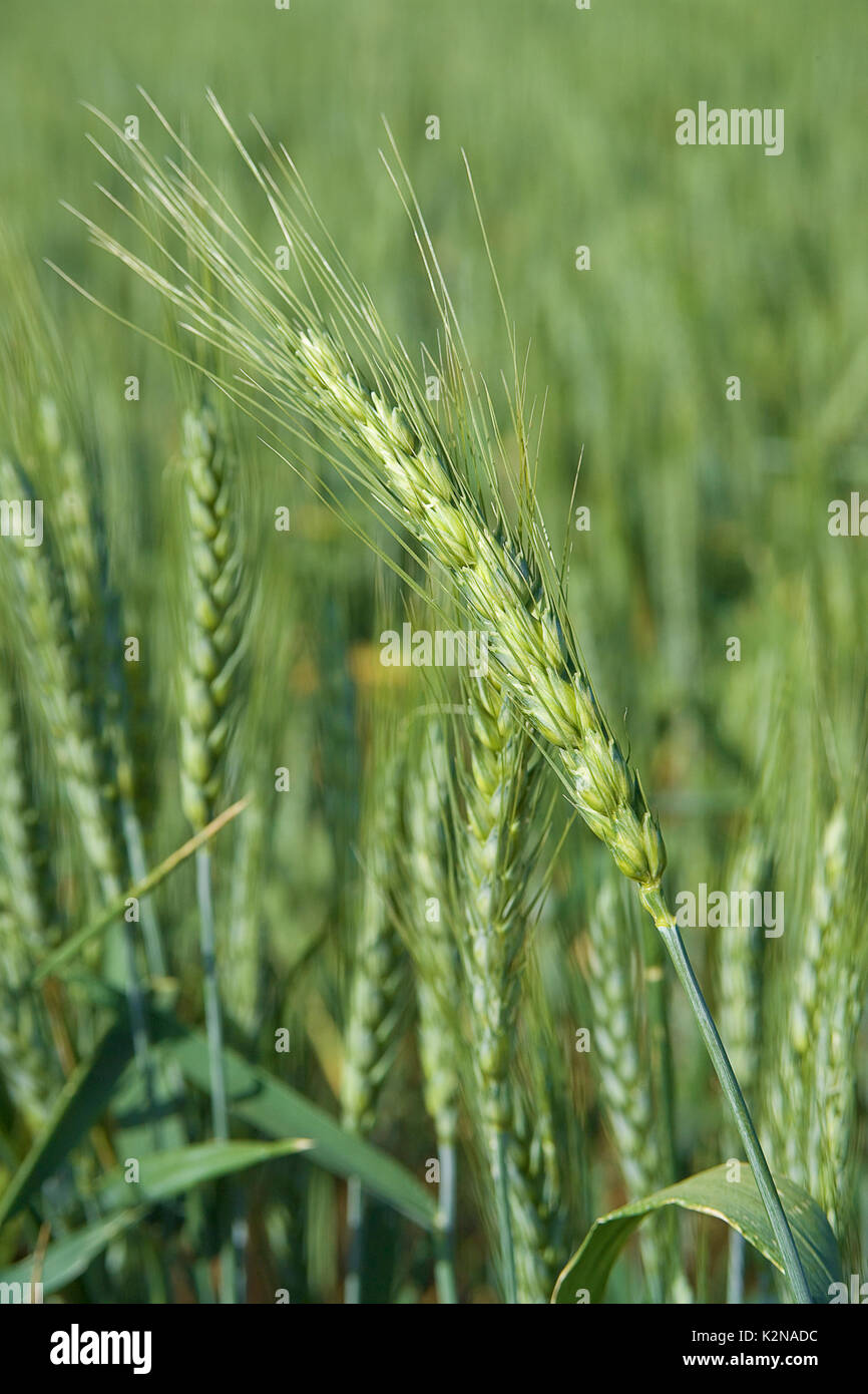 wheat fields in Australia Stock Photo - Alamy