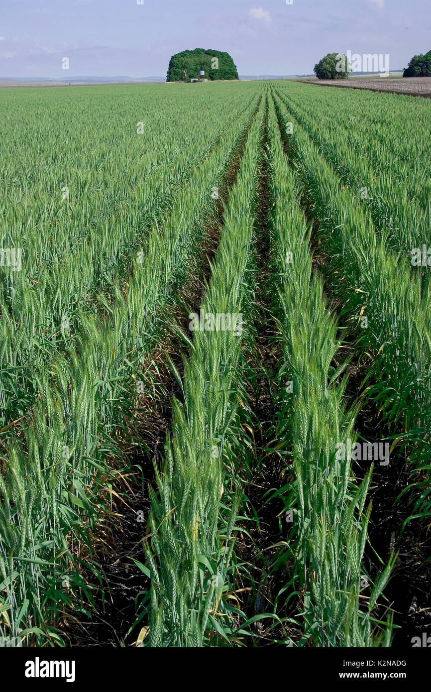 Australian wheat hi-res stock photography and images - Alamy