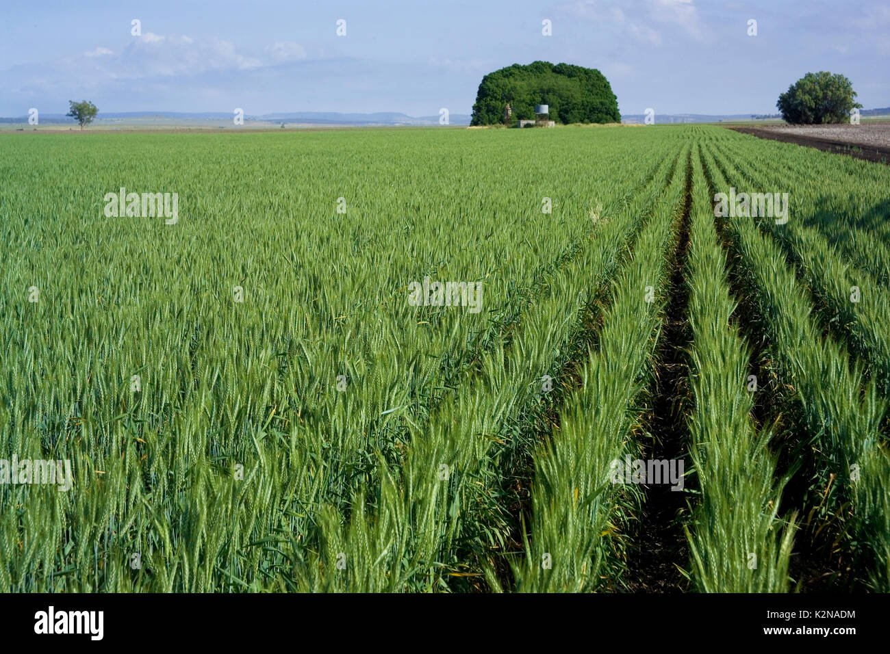 wheat fields in Australia Stock Photo - Alamy