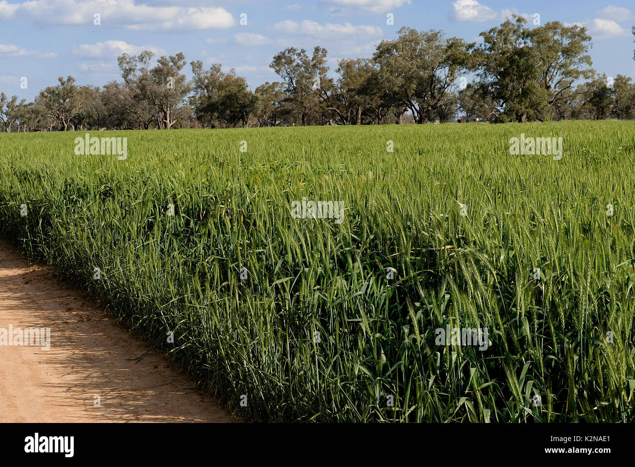 Australian wheat fields hi-res stock photography and images - Alamy