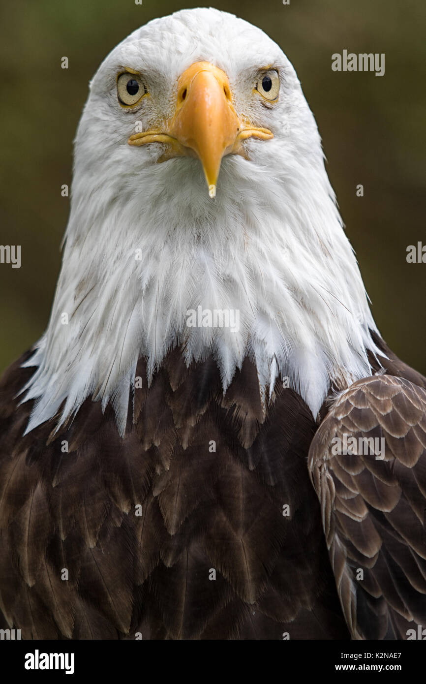 american bald eagle closeup Stock Photo - Alamy