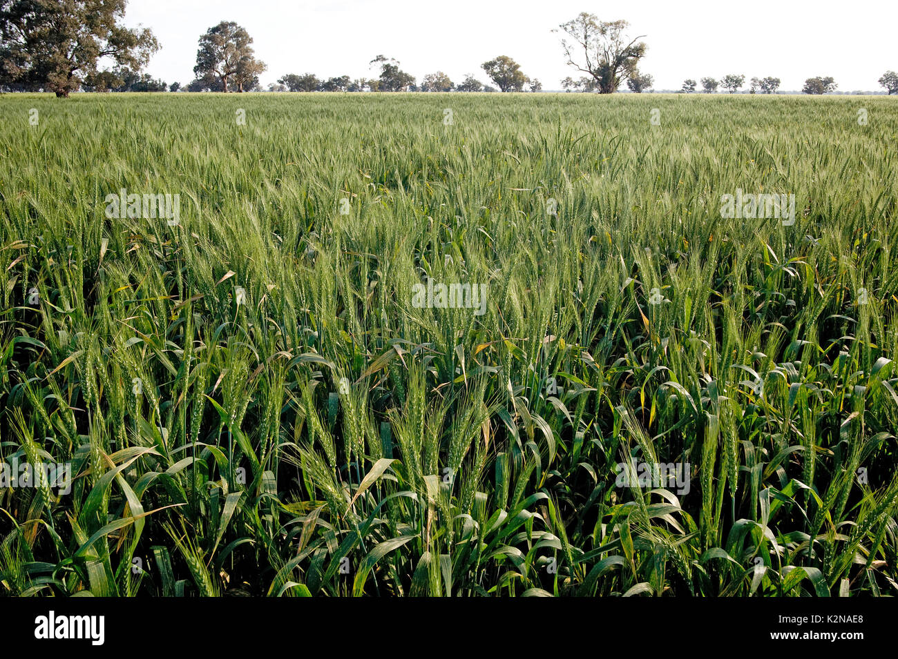 Australian Wheat Fields High Resolution Stock Photography and Images ...