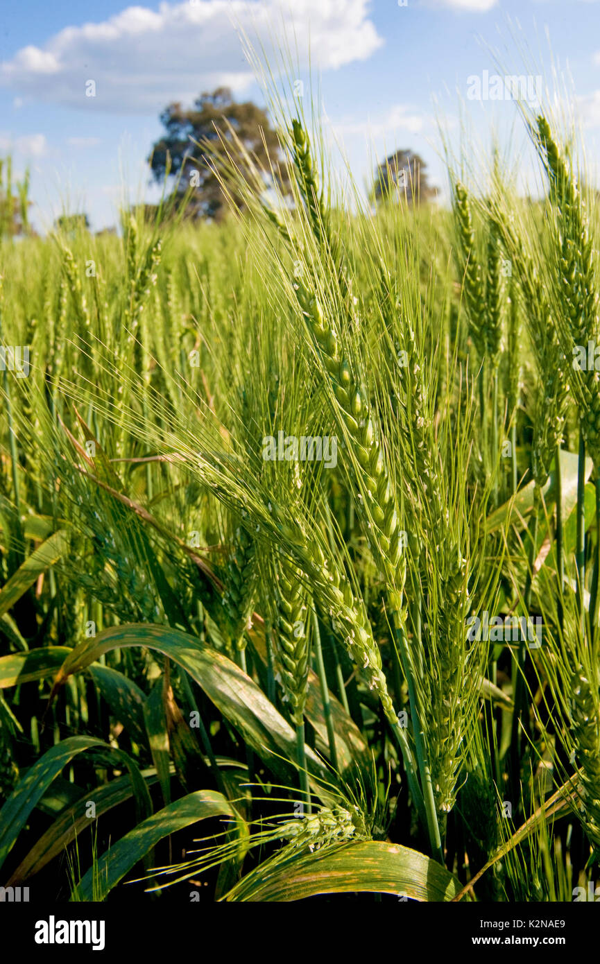 wheat fields in Australia Stock Photo - Alamy
