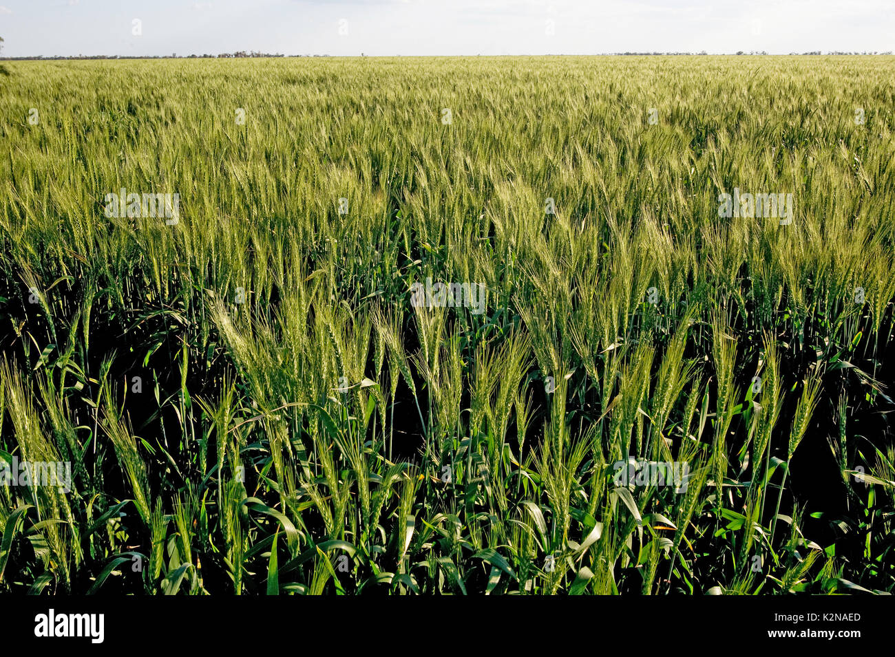 Australian wheat fields hi-res stock photography and images - Alamy