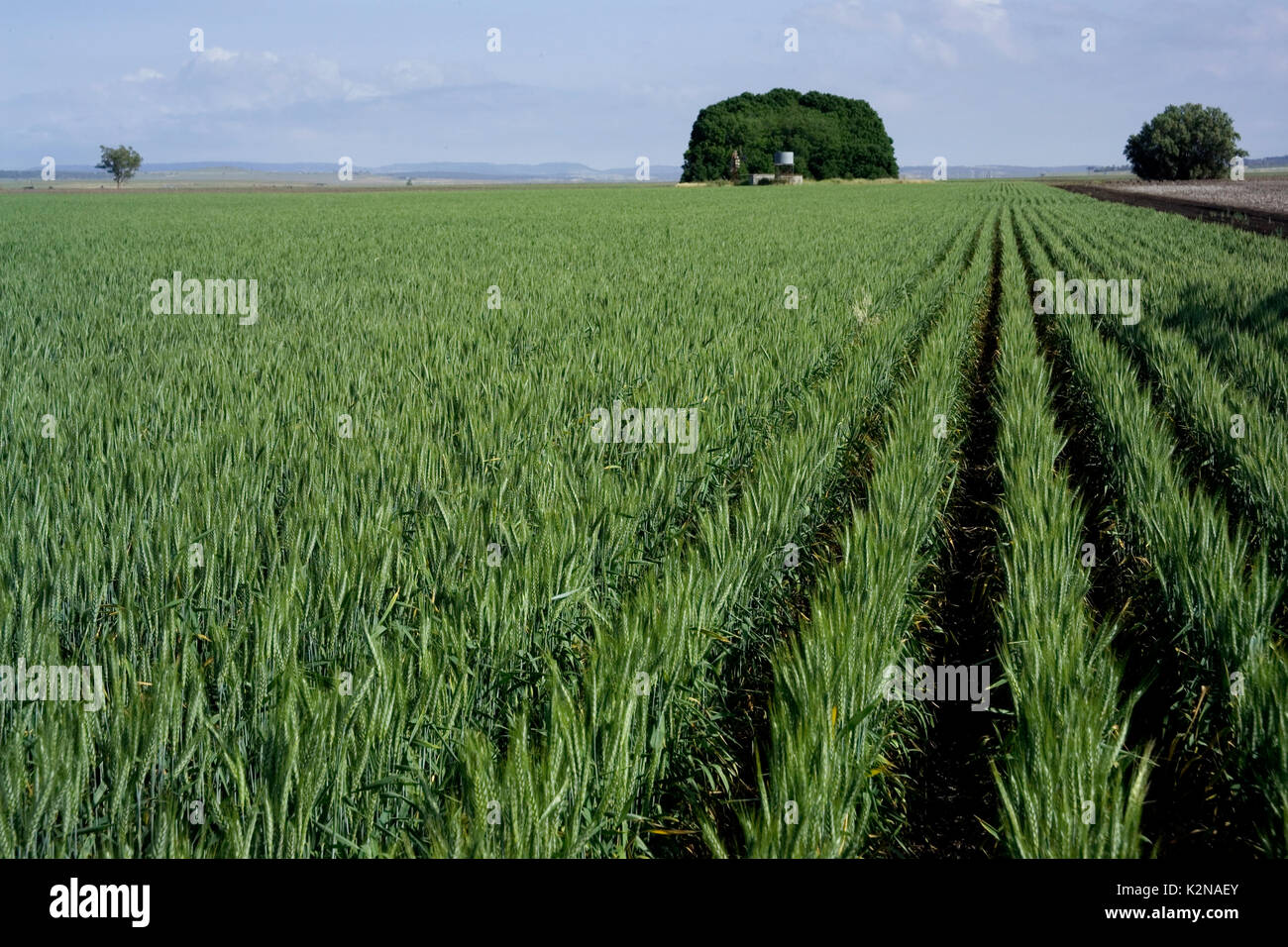 wheat fields in Australia Stock Photo - Alamy