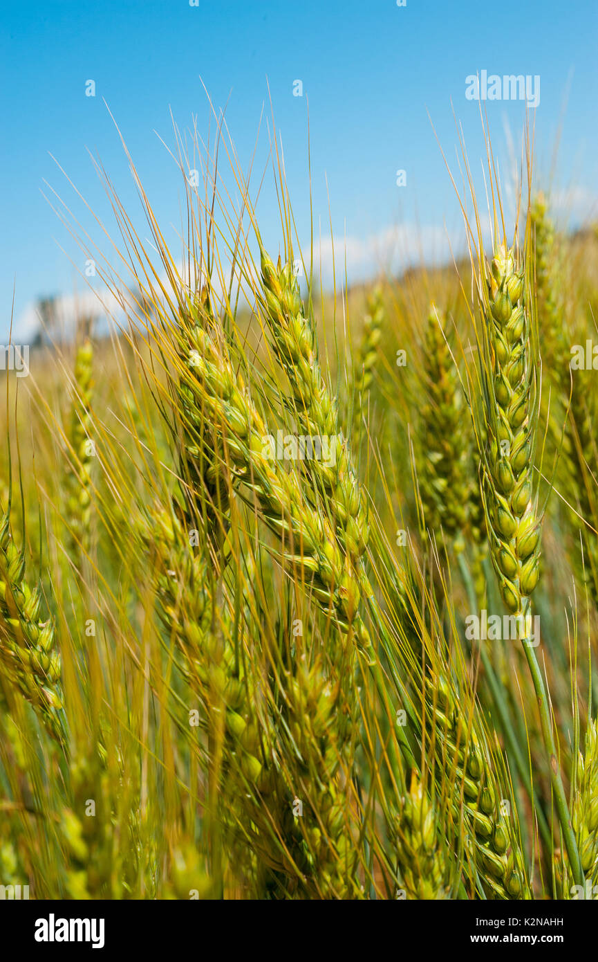 wheat fields in Australia Stock Photo - Alamy