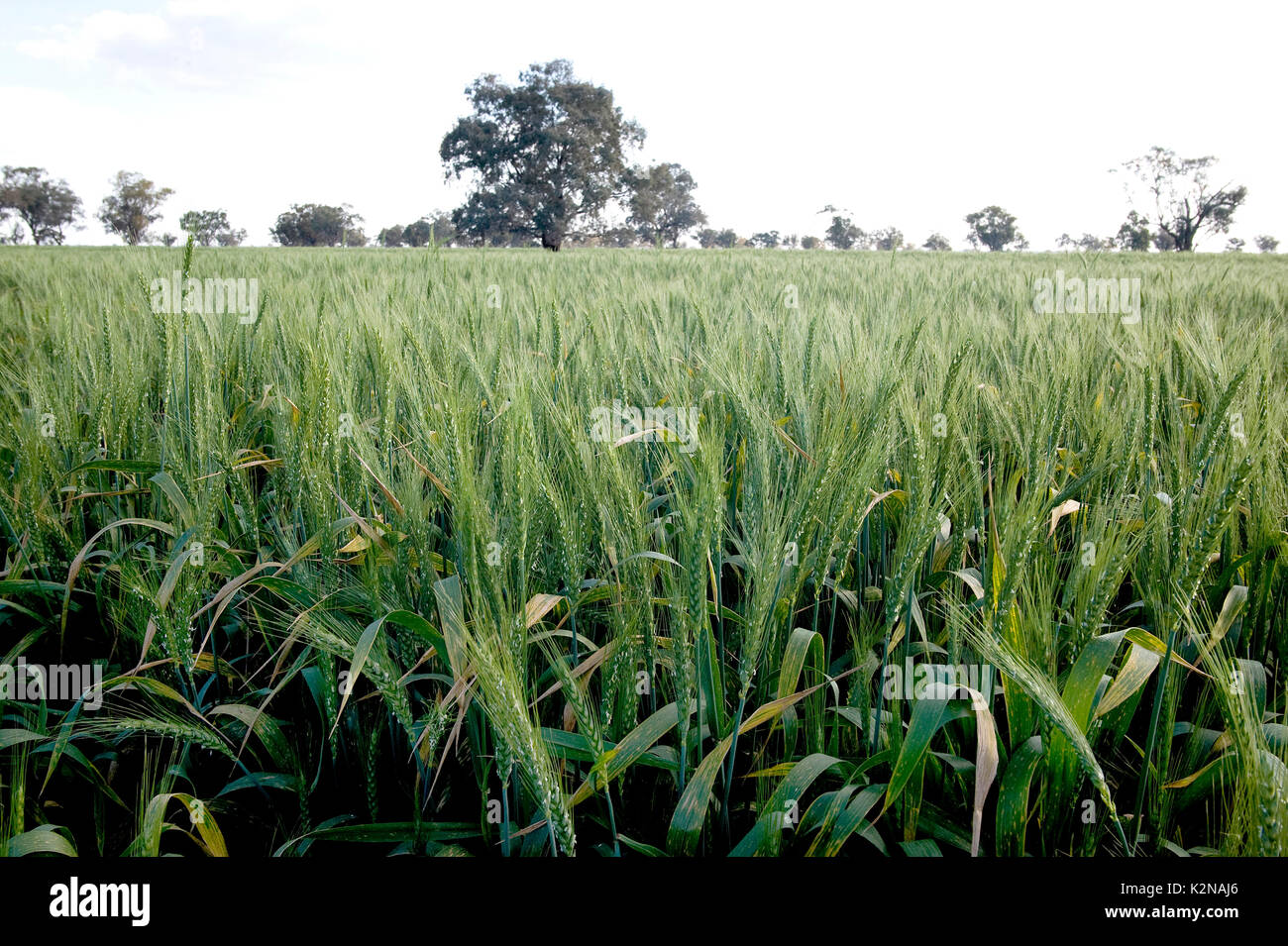 Australian wheat harvest hi-res stock photography and images - Alamy