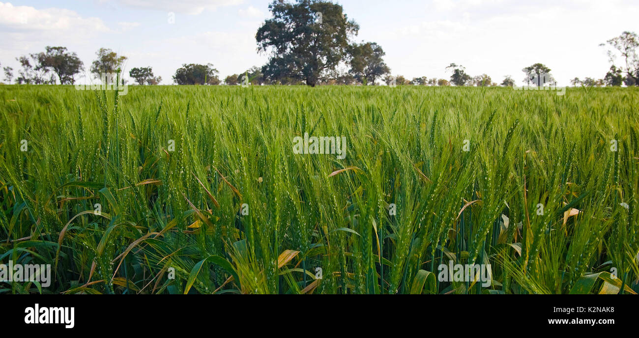 Australian wheat harvest hi-res stock photography and images - Alamy