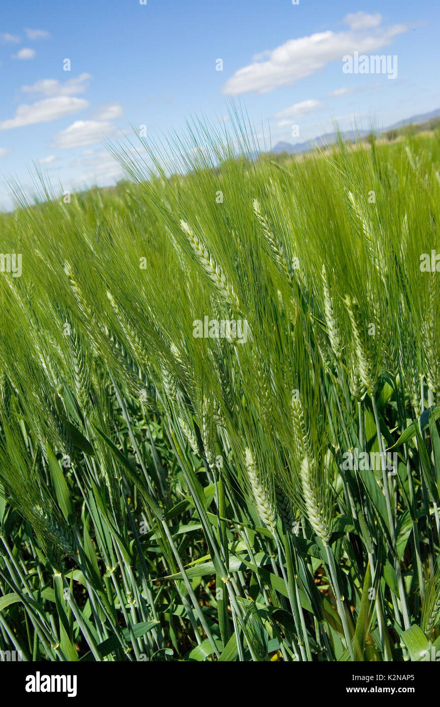 Australian wheat hi-res stock photography and images - Alamy