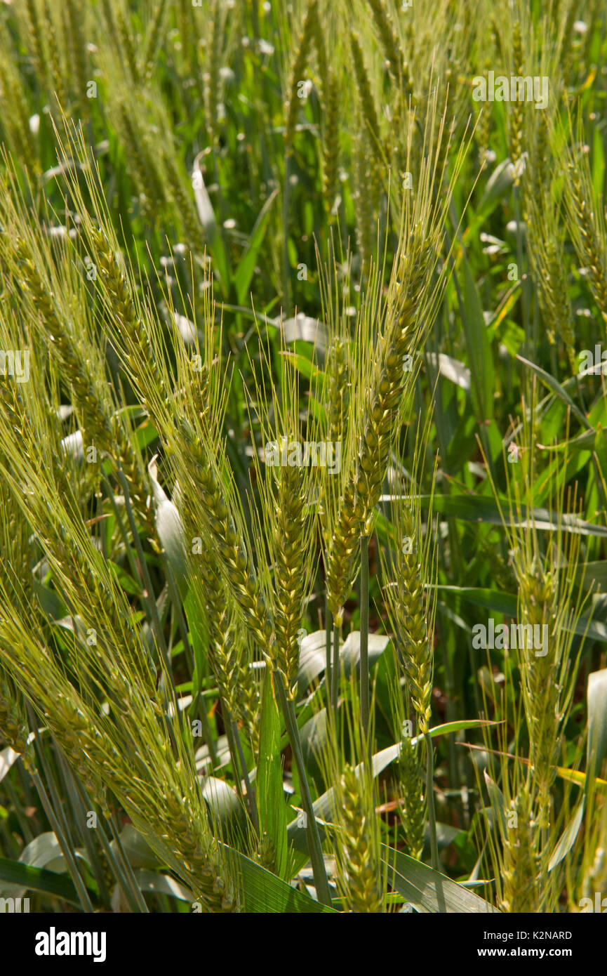 Australian wheat harvest hi-res stock photography and images - Alamy