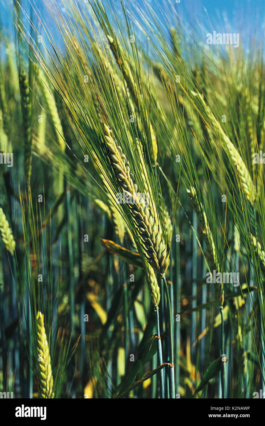 wheat fields in Australia Stock Photo - Alamy