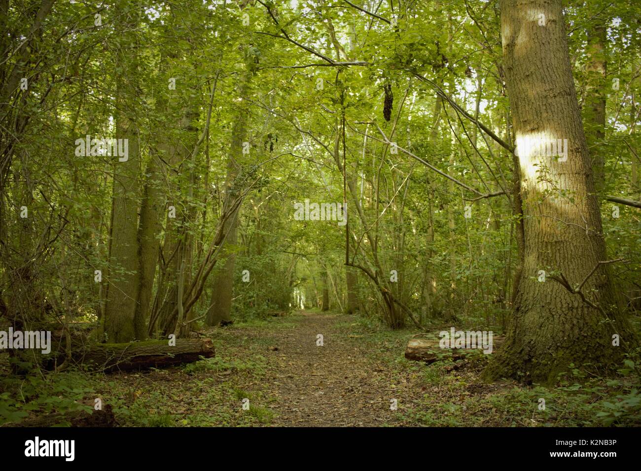 Woodland glade summer hi-res stock photography and images - Alamy