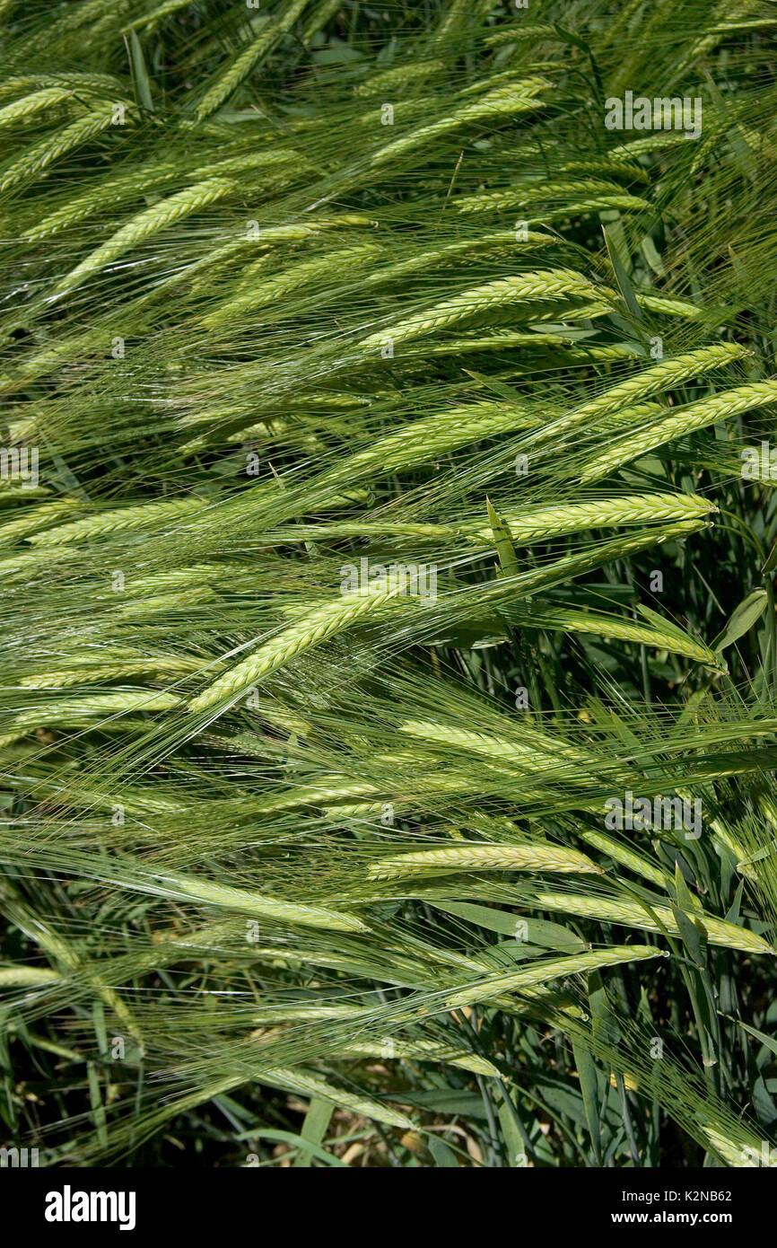 wheat fields in Australia Stock Photo - Alamy