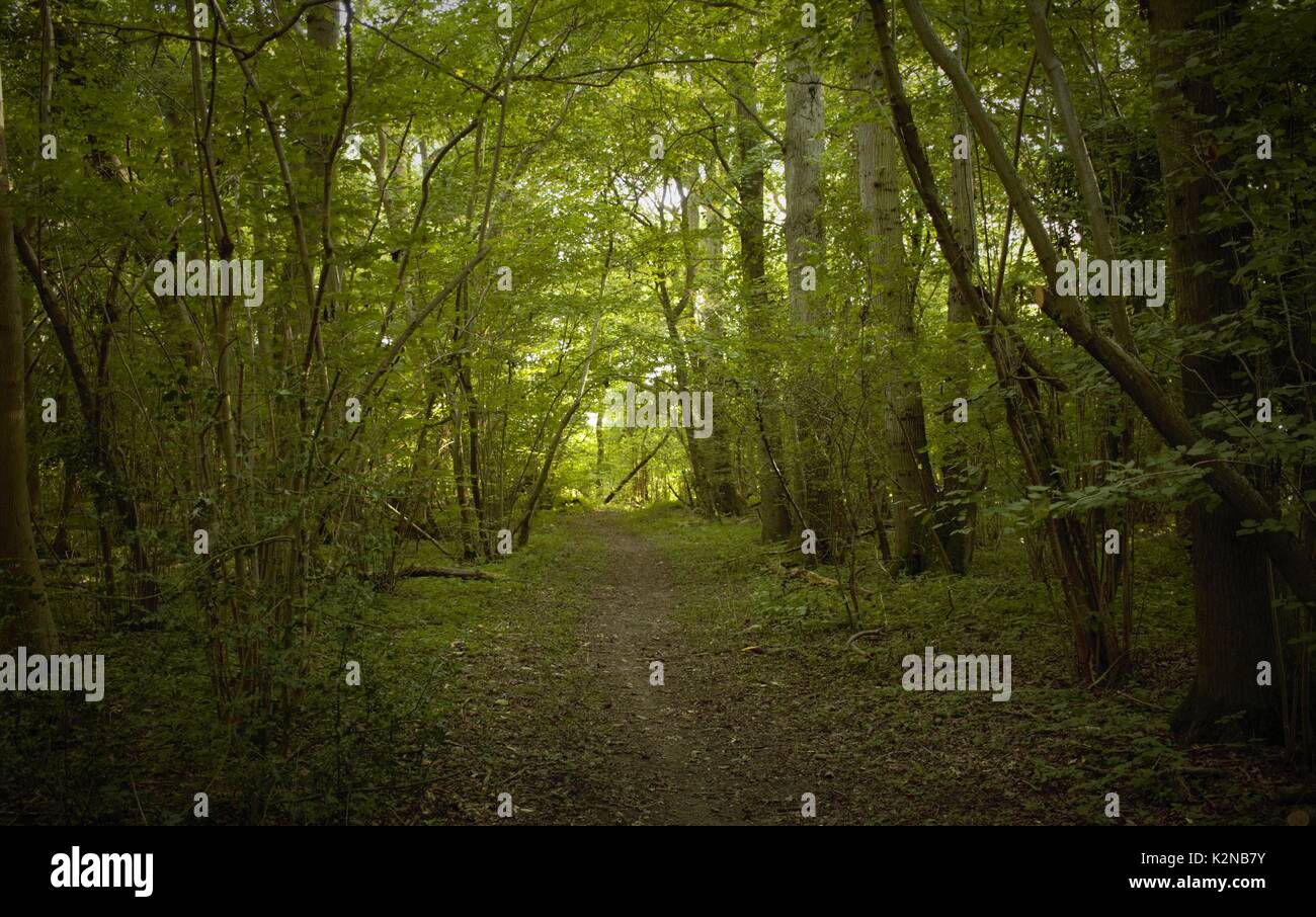 Woods and woodland path in the summer Stock Photo - Alamy