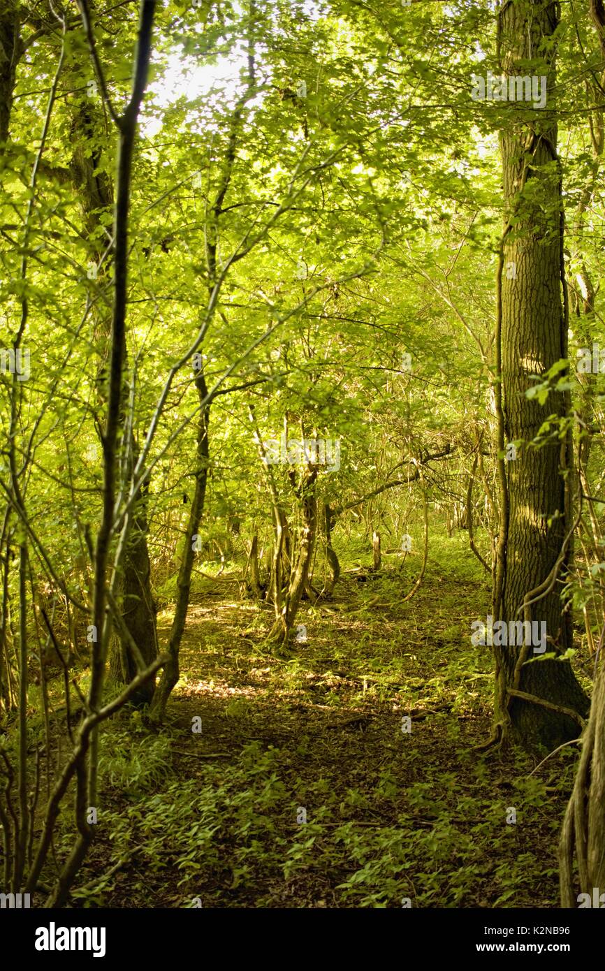 Woodland Woods Suffolk England Stock Photos & Woodland Woods Suffolk ...