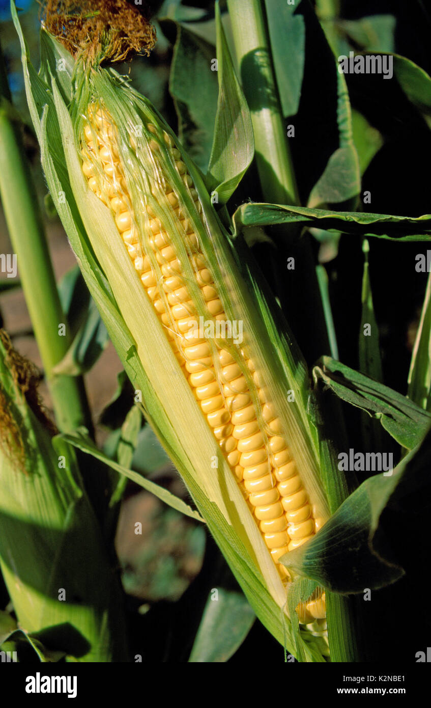 corn cob on plant Stock Photo - Alamy