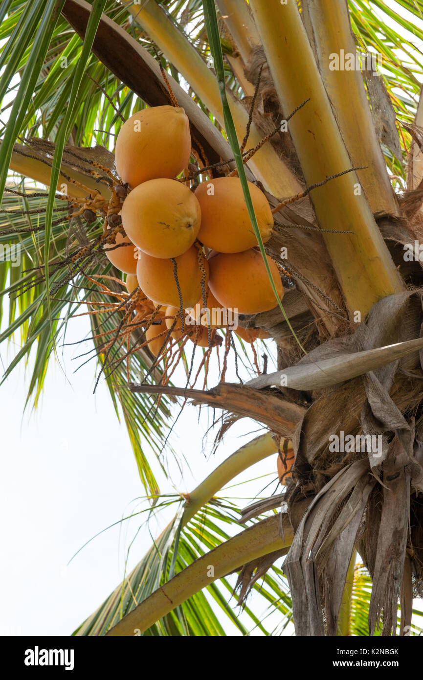 Yellow coconut tree hi-res stock photography and images - Alamy