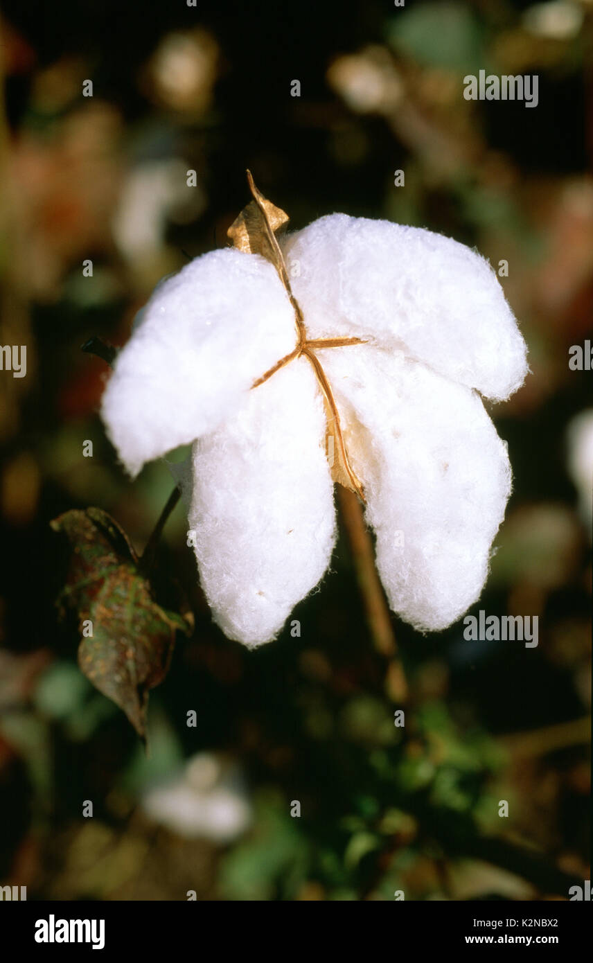 cotton farming in Australia Stock Photo - Alamy