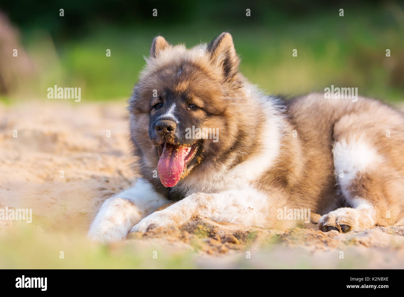picture of a cute elo dog who plays in a sand pit Stock Photo - Alamy