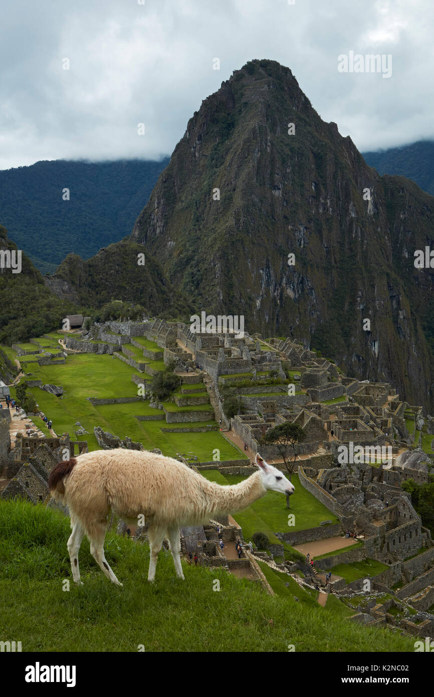 Llamas lama glama at the lost city of the incas hi-res stock ...