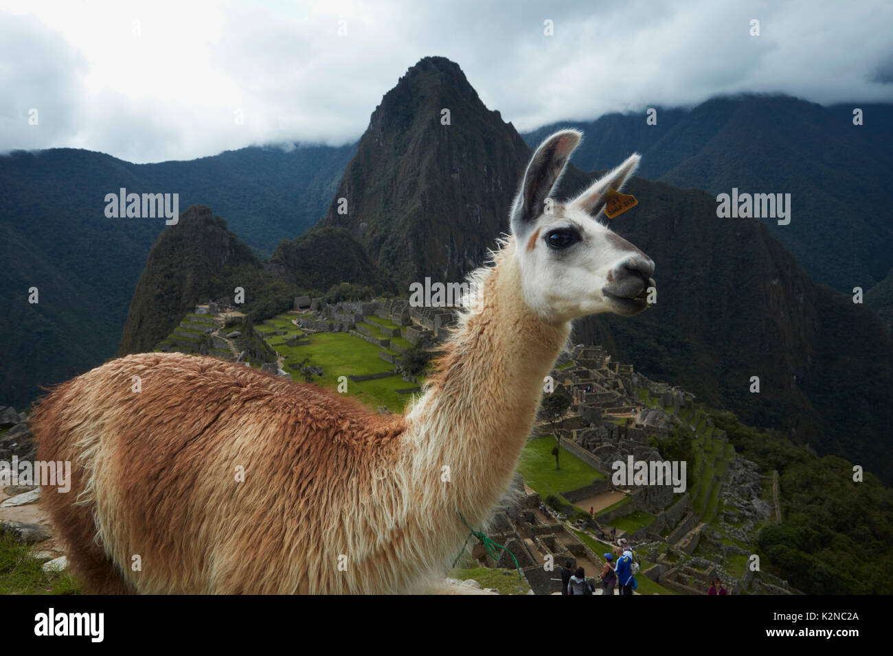 Llamas lama glama at the lost city of the incas hi-res stock ...