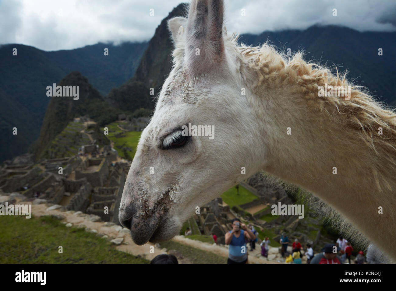 Llamas camino inca hi-res stock photography and images - Alamy