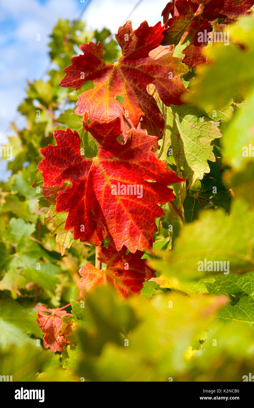 grape vine autumn leaves Stock Photo - Alamy