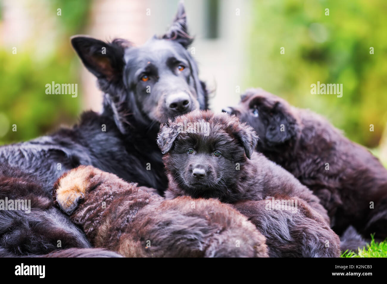German shepherd puppies mother hi-res stock photography and images - Alamy