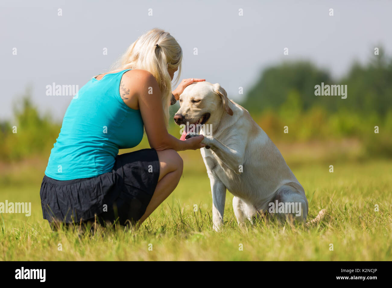 picture of a labrador retriever who gives a pretty woman the paw Stock ...