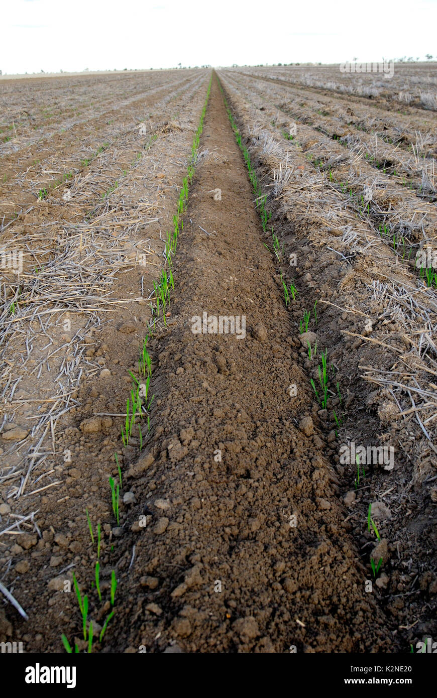 Plowing straight rows hi-res stock photography and images - Alamy