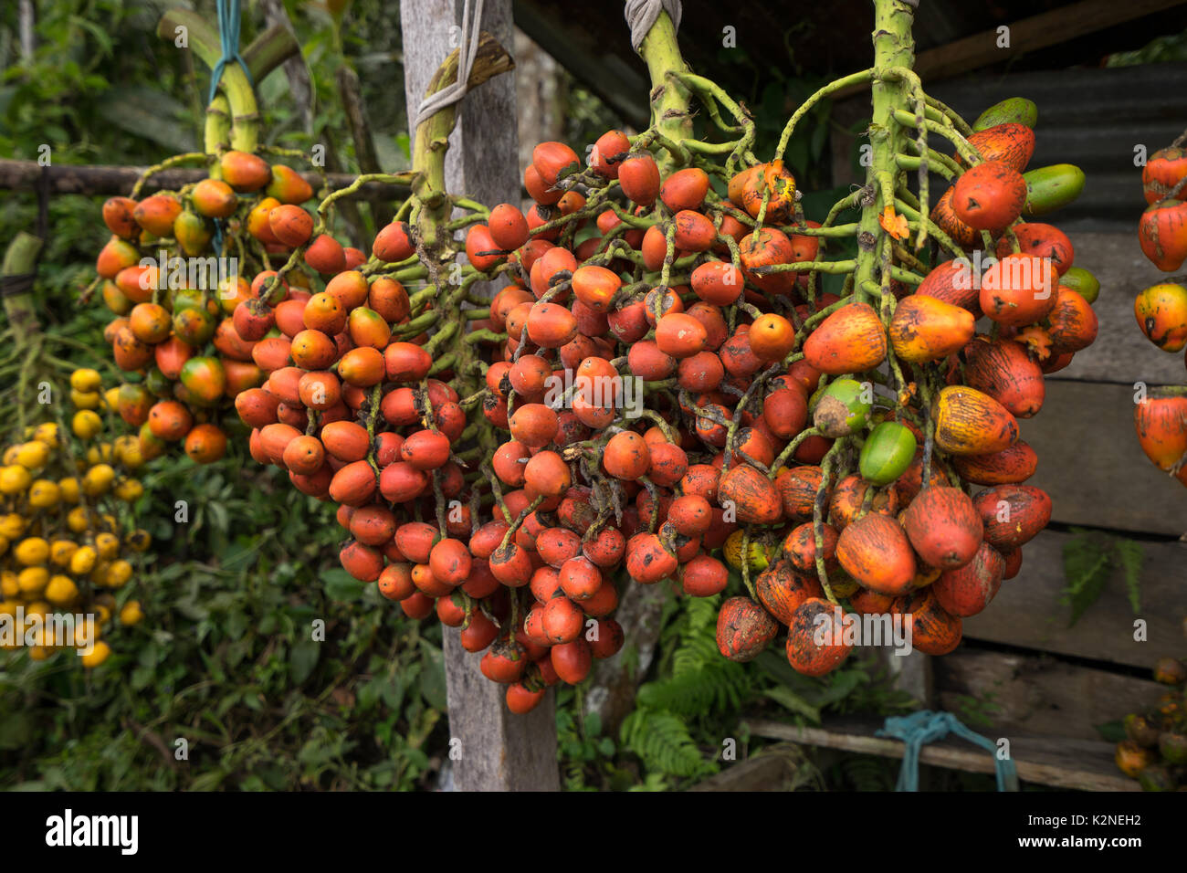 Peach Palm Stock Photos & Peach Palm Stock Images - Alamy