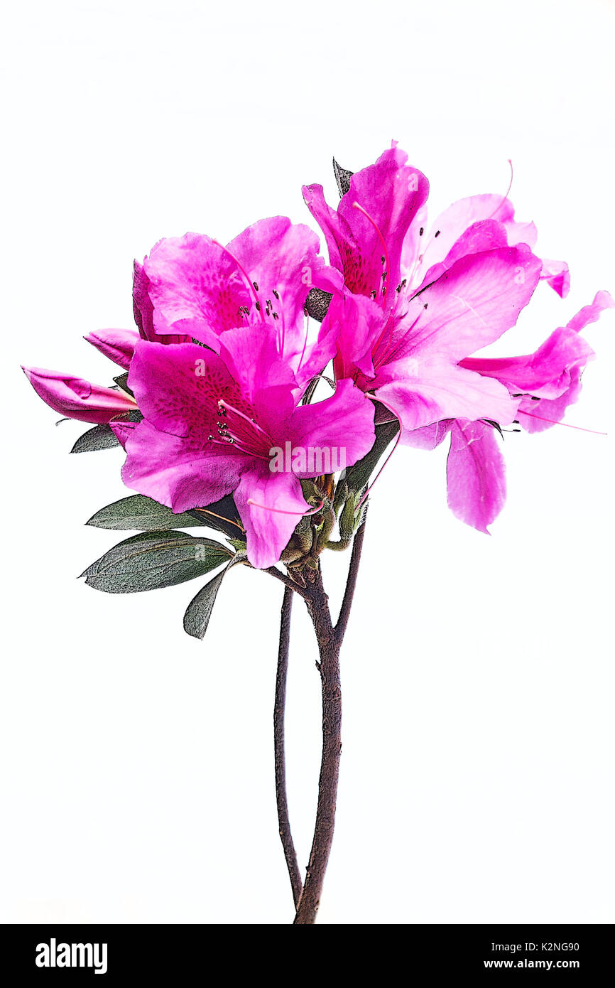 Pink azalea on white background Stock Photo - Alamy