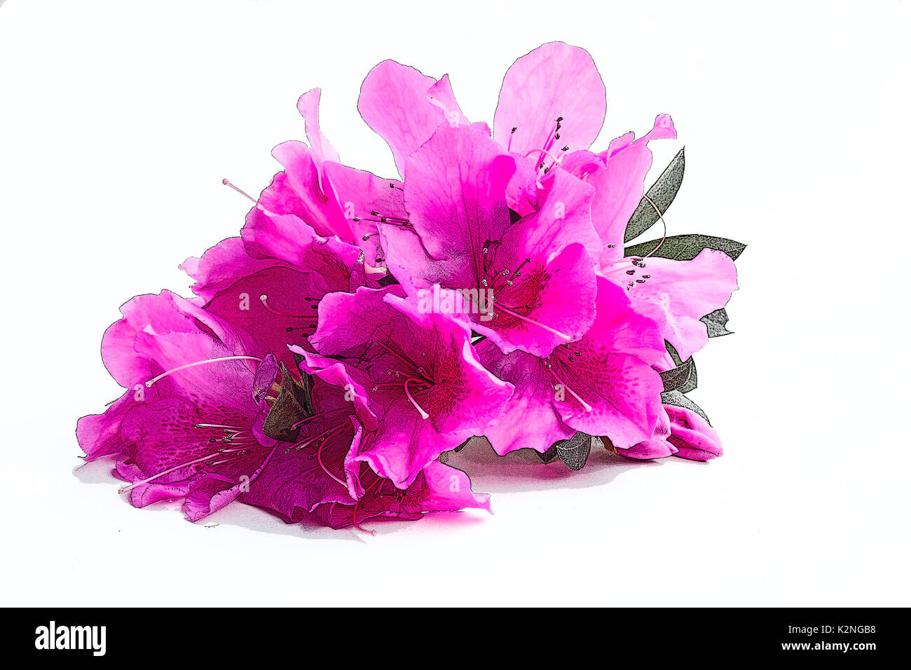 Pink azalea on white background Stock Photo - Alamy