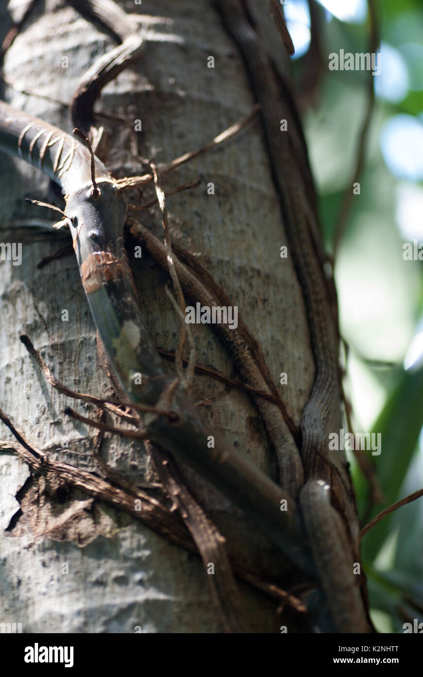 Roots growing on a tree truck Stock Photo - Alamy