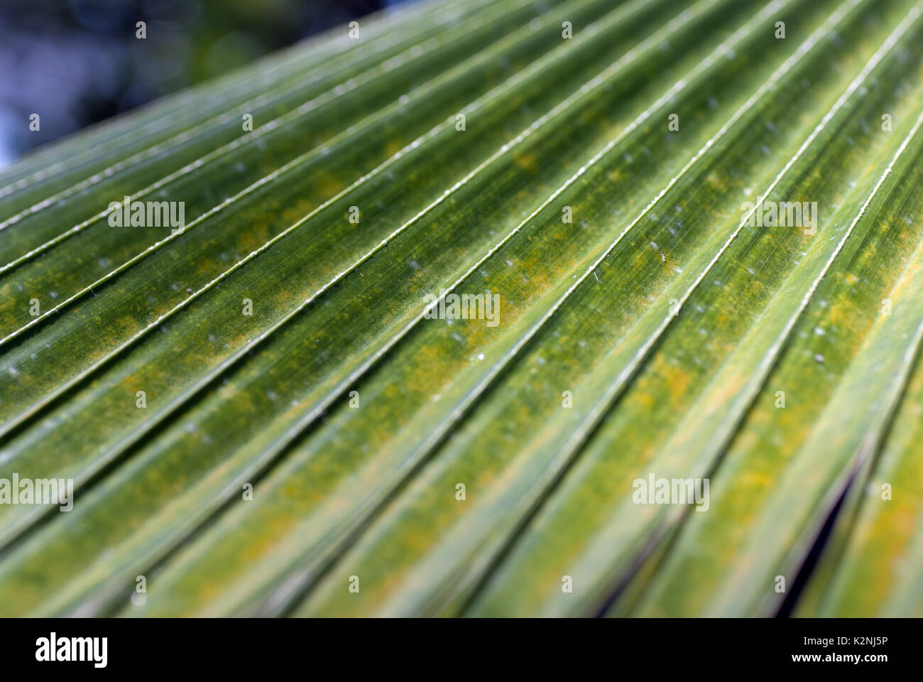 Green frond macro Stock Photo - Alamy