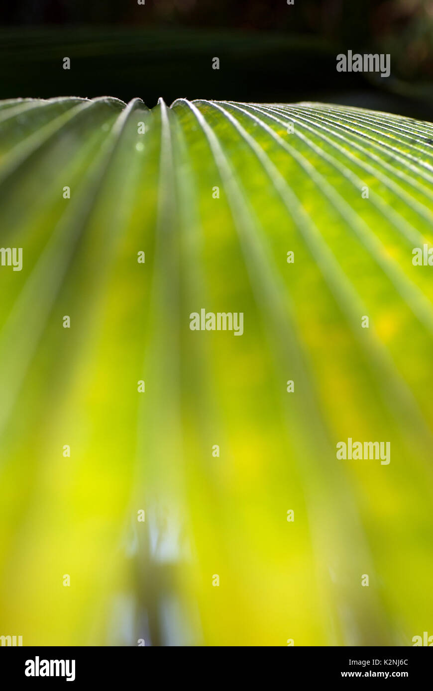 Palm frond art hi-res stock photography and images - Alamy