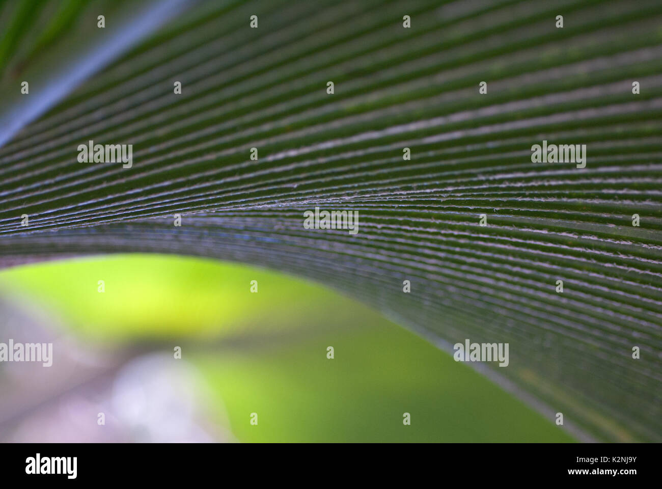 Green frond macro Stock Photo - Alamy