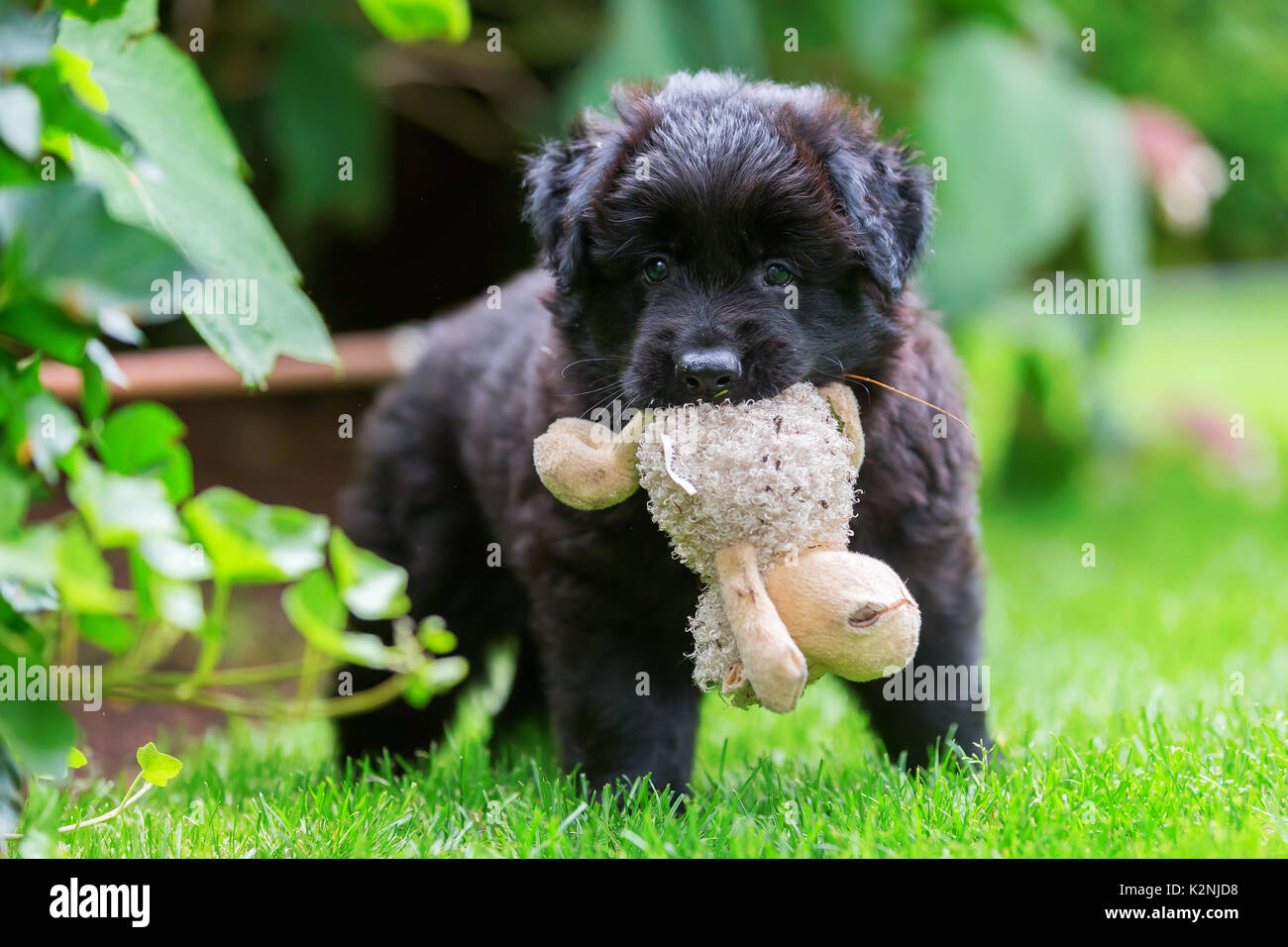 cute Old German Shepherd puppy plays with a soft toy in the garden ...