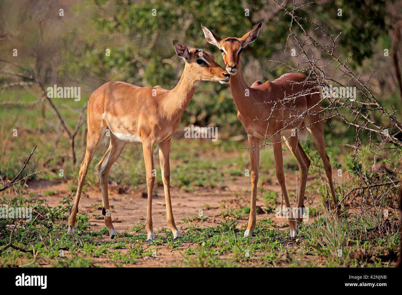 Impala (Aepyceros melampus), adult two females watchful, female, social ...