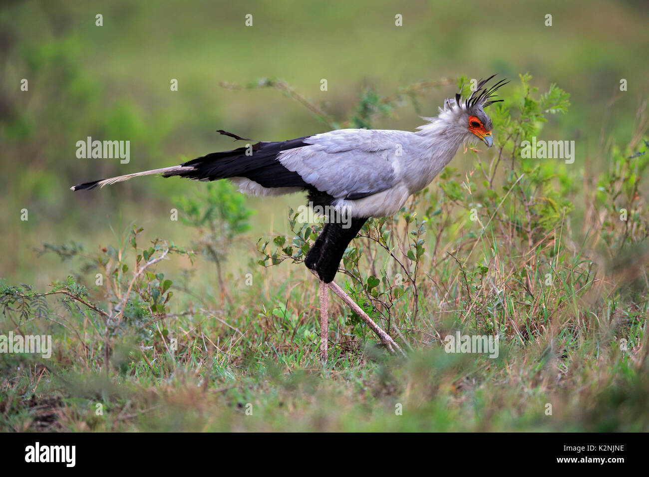 Secretary bird hunting hi-res stock photography and images - Alamy