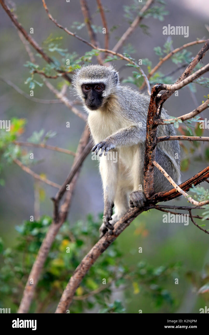 Vervet monkey (Chlorocebus pygerythrus), young animal on tree, Hluhluwe ...
