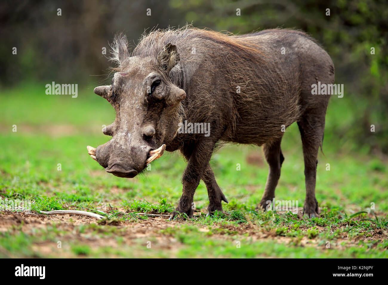 Desert warthog (Phacochoerus aethiopicus), adult watchful, Hluhluwe ...