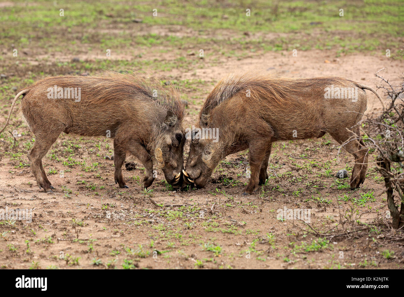 Warthog fight hi-res stock photography and images - Alamy