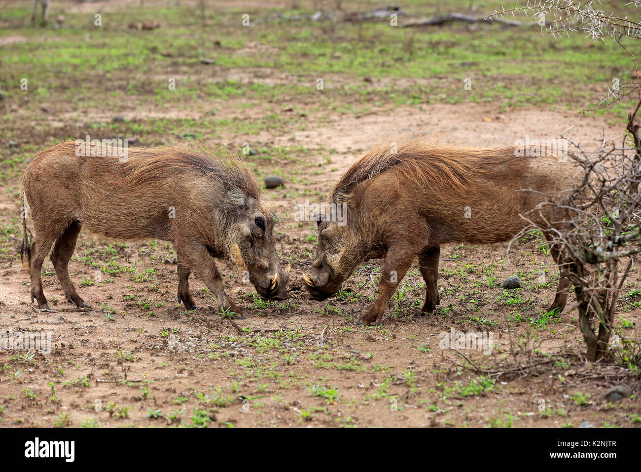 Warthog, (Phacochoerus aethiopicus), adult male fighting, Hluhluwe ...