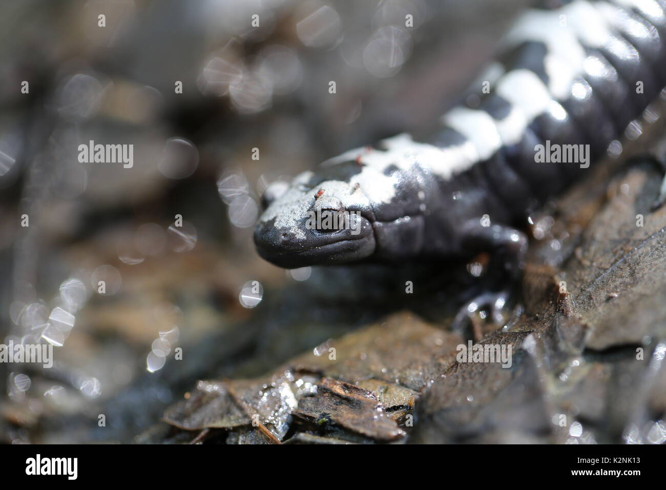 The beautiful Marbled salamander,Ambystoma opacum Stock Photo - Alamy